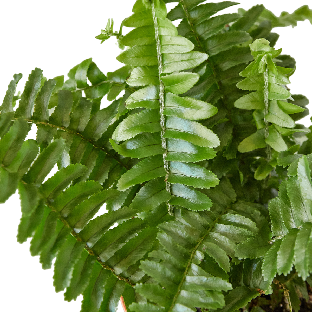 How To Care For Your Fern Plants | InSideOut Plant Care Blog